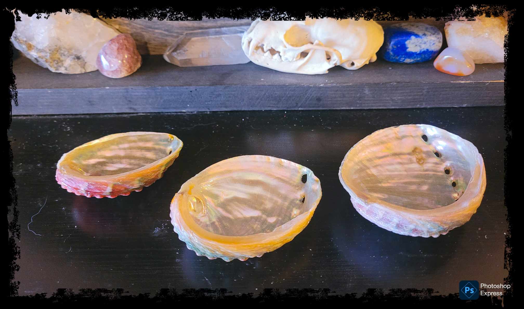 Mini Abalone Shells – Sea Siren's Charms